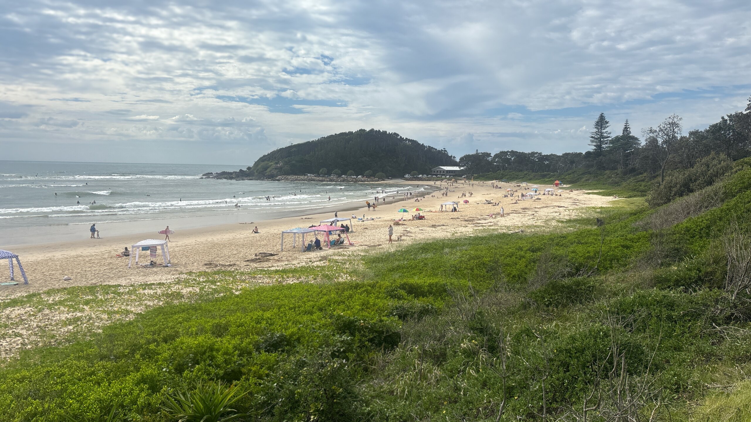 Reflections responds to Scotts Head Reserve concerns with regeneration ...